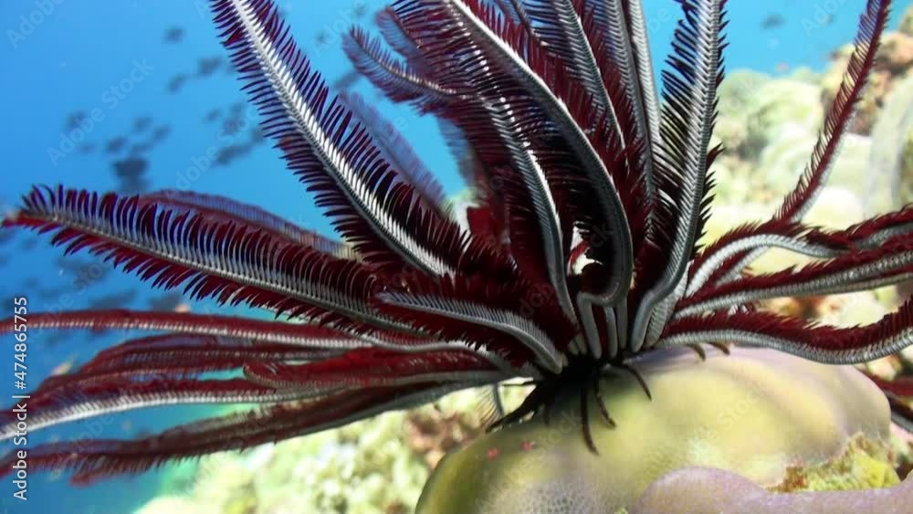 Sea lily on background red corals underwater in Red Seas. Swimming in ...