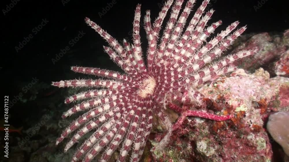 Sea lily on background red corals underwater in Red Seas. Swimming in ...
