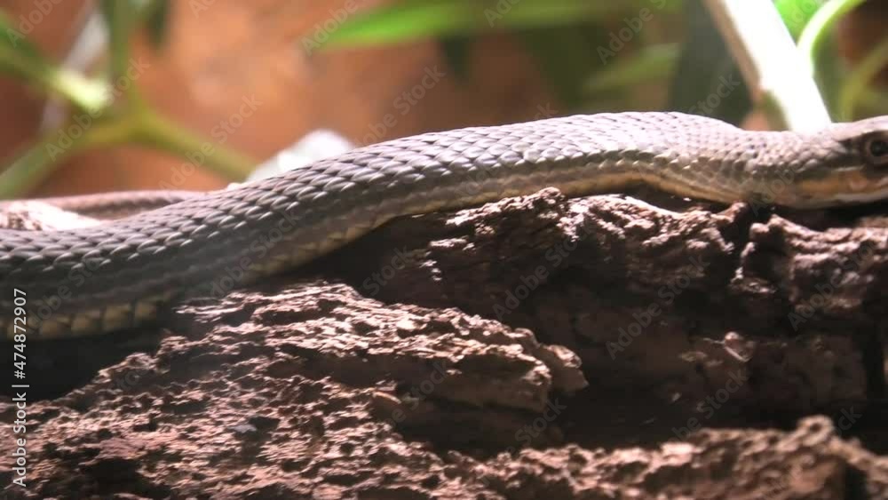 Eastern Montpellier snake in a natural terrarium. Malpolon insignitus ...