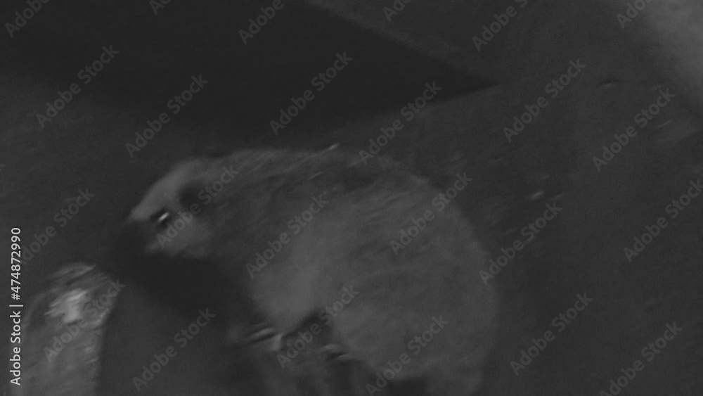 northern Luzon giant cloud rat or bu-ot in Filipino language. Phloeomys ...