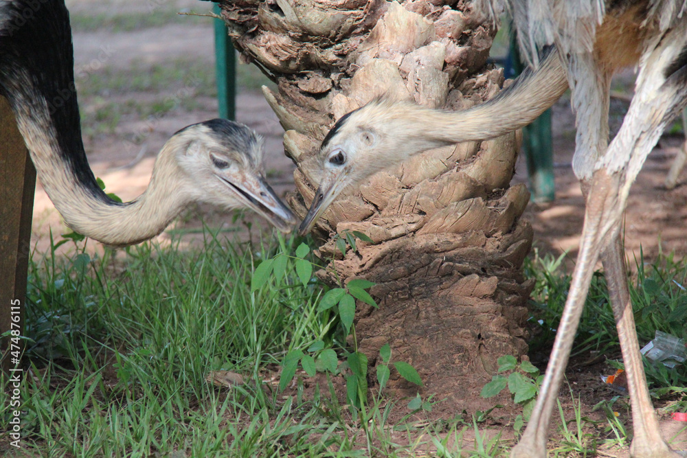 Rhea : free in a park, fighting with food, Pantanal, Brazil. The ...