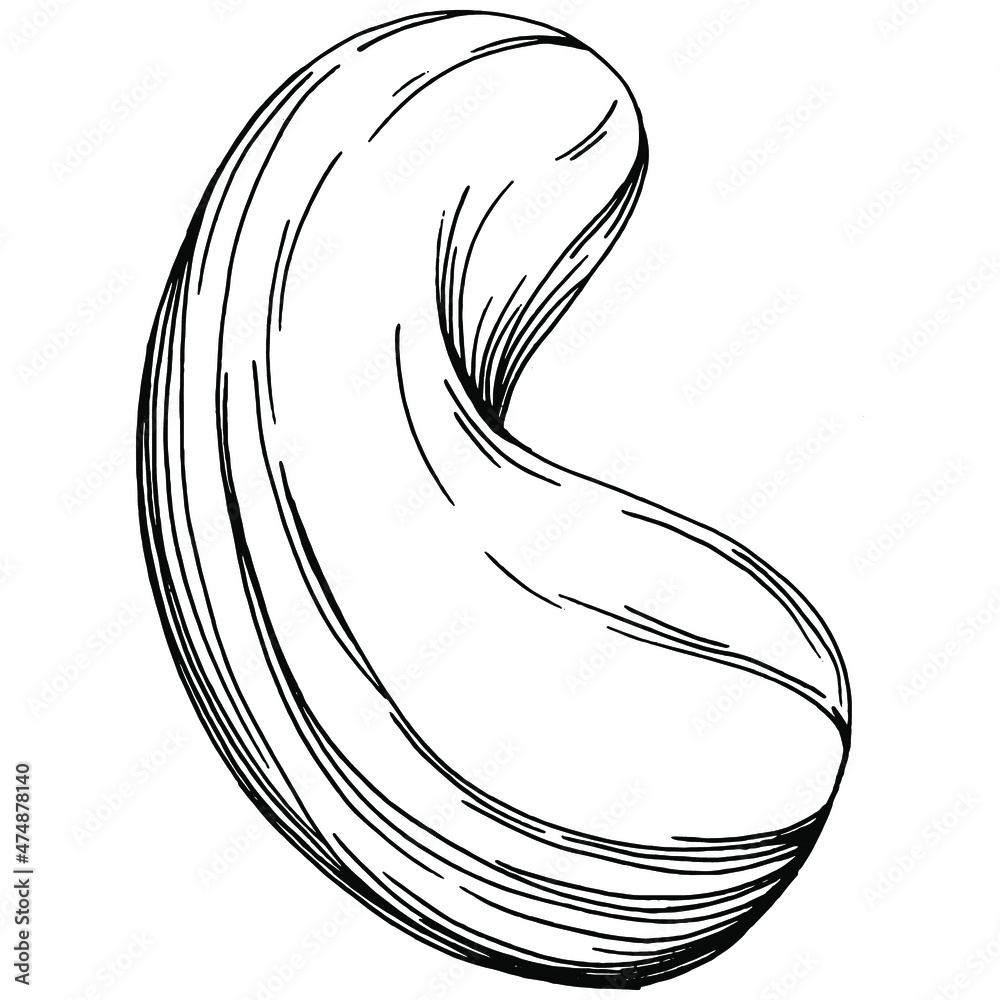 Cashew hand-drawn Vector Illustration isolated on white background ...