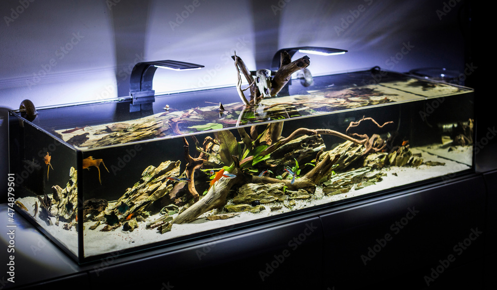 Beautiful aquarium with rocks and roots. Aquascaping Stock Photo ...