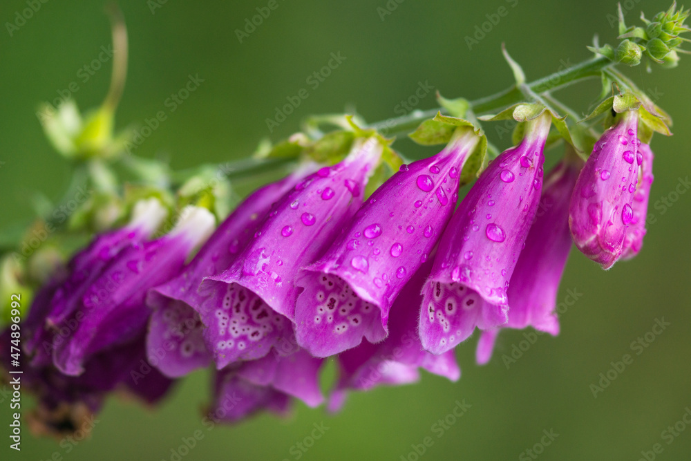 Digitalis purpurea,digitalis,digitale,fleur,fleurs,floraison,rose ...
