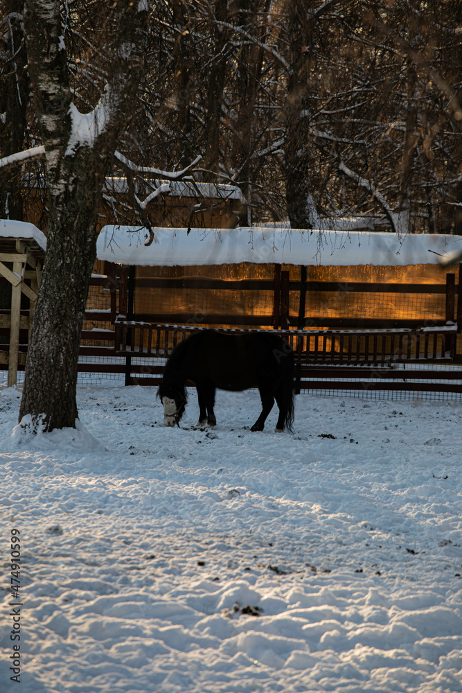 little beautiful ponies run between the trees and in the snow. pony in ...