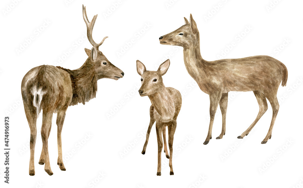 Watercolor deer illustration set. Hand painted realistic buck, doe and ...