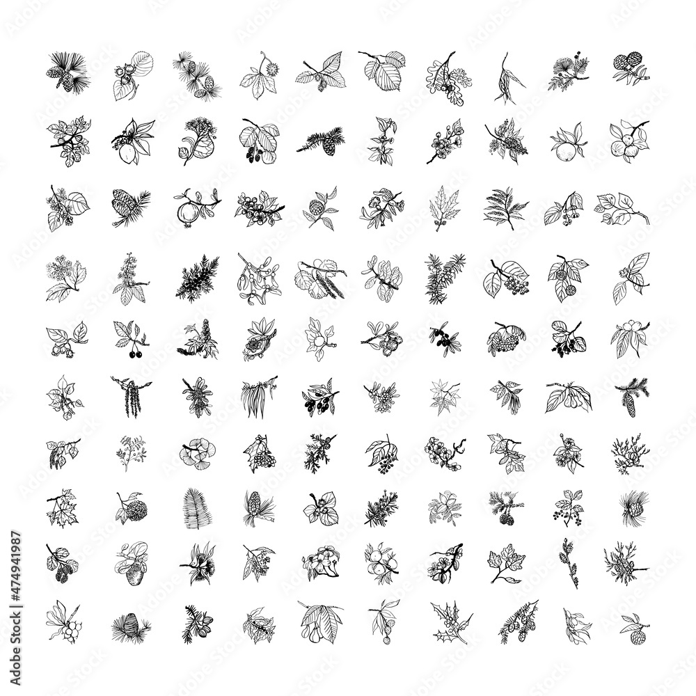 Collection of monochrome illustrations with twigs in sketch style. Hand ...