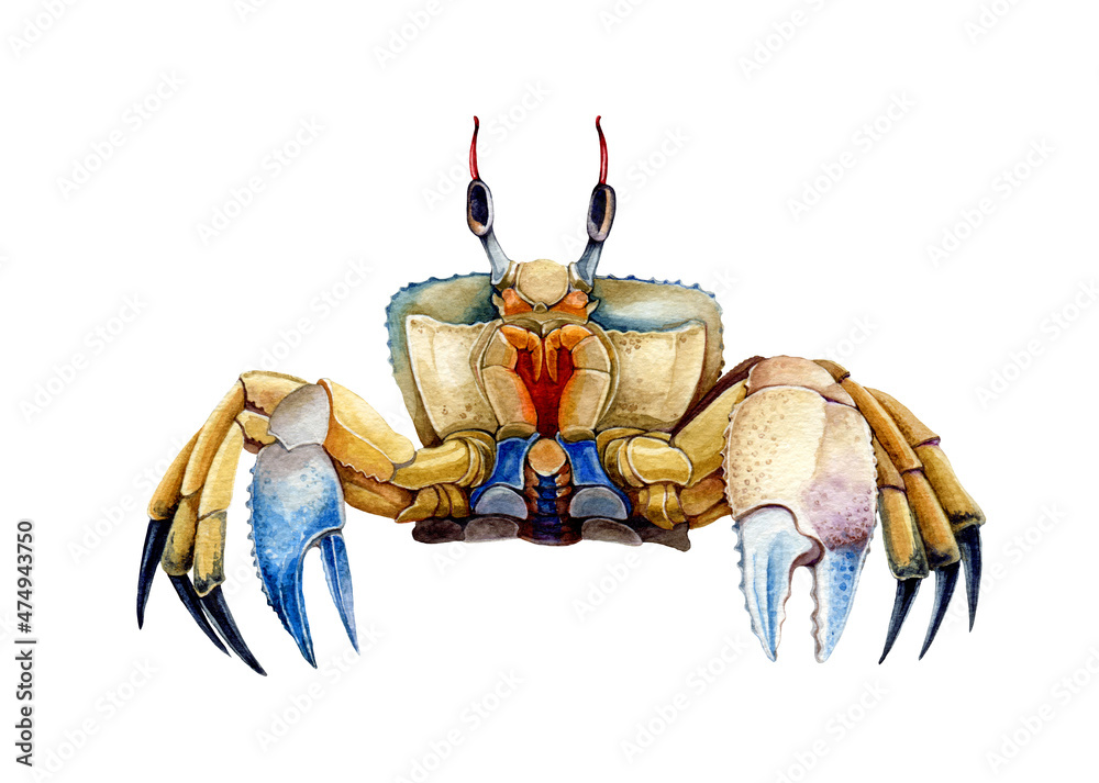 Crab Underwater Drawing