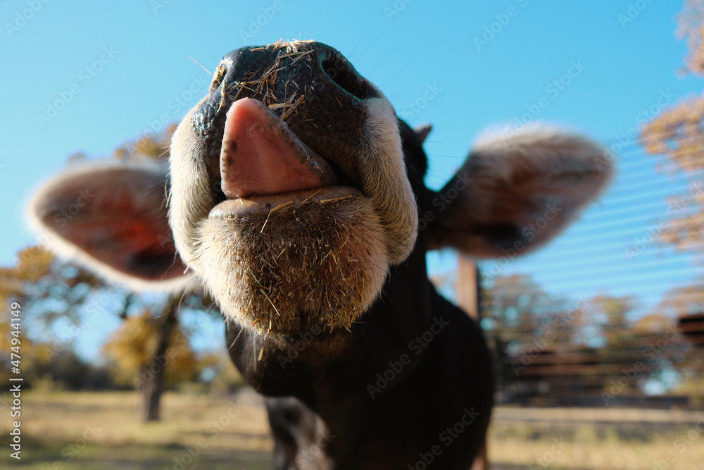 Funny cow face closeup with tongue out in shallow depth of field. Stock ...