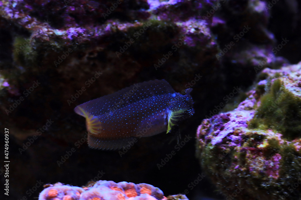 Starry Blenny