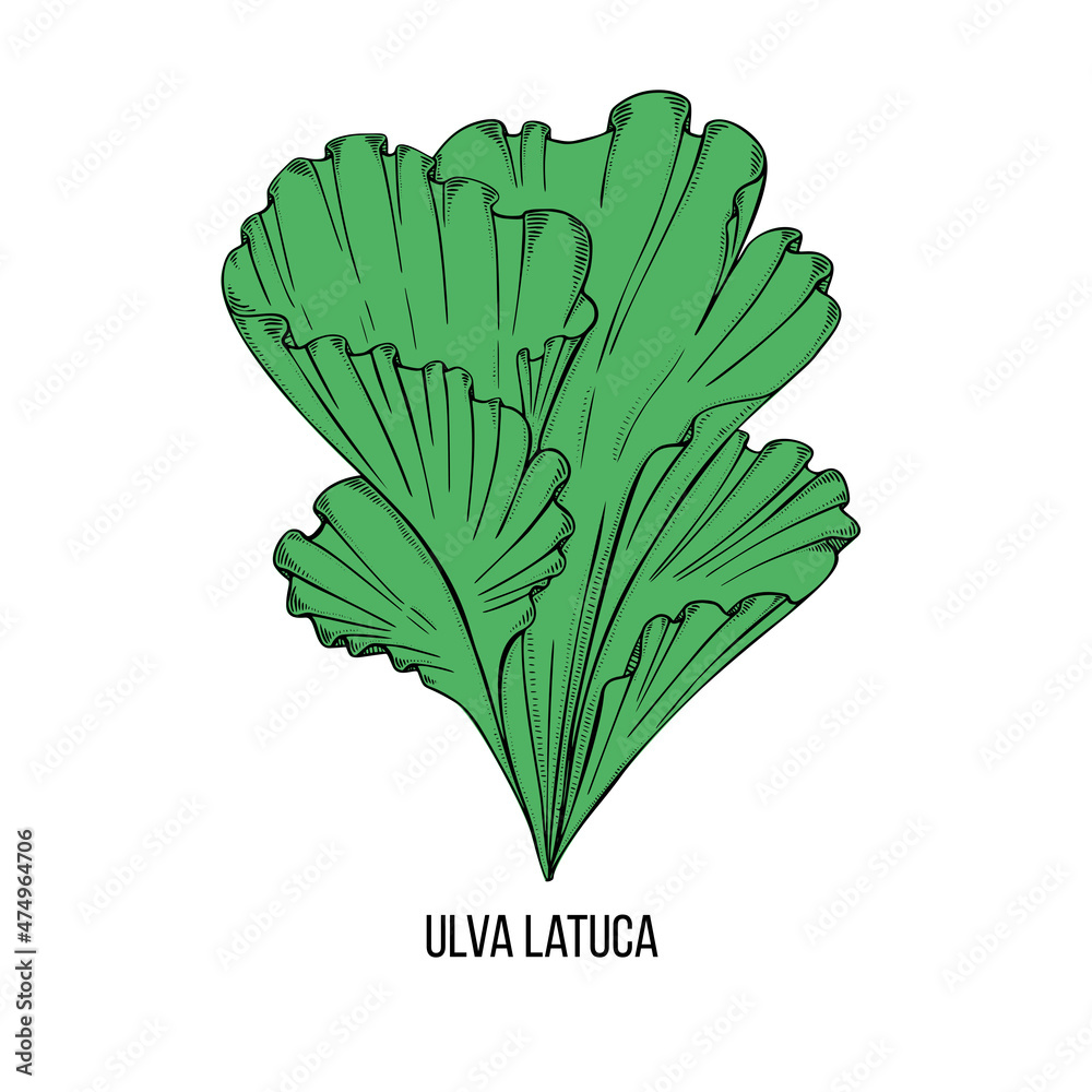 Wakame ulva alaria sketch in hand drawn style. Vector drawing. Natural ...