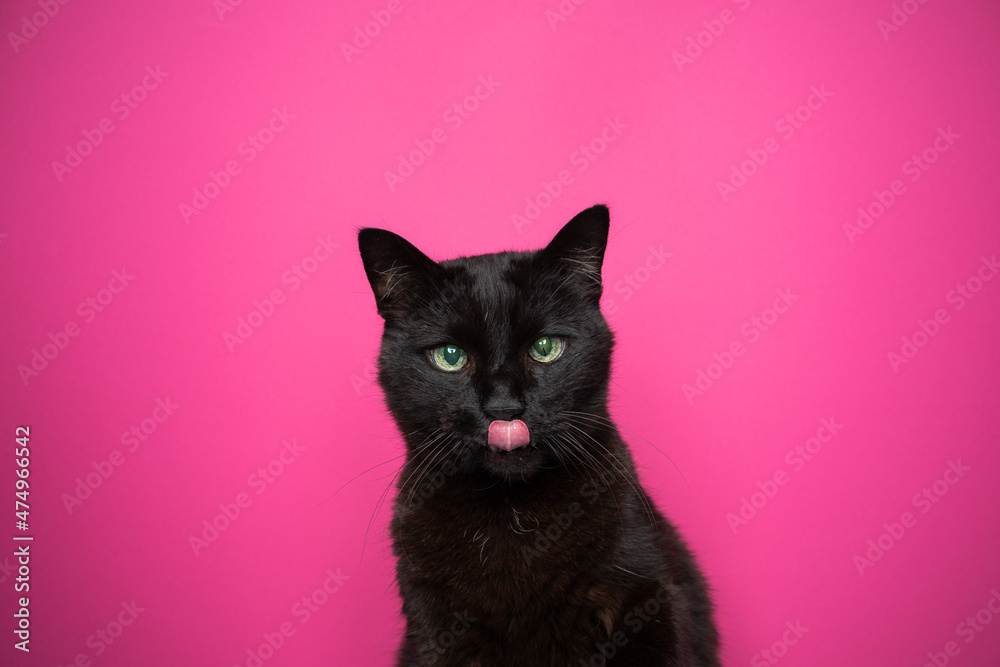 cute black cat likcing lips with pink tongue on magenta background with ...