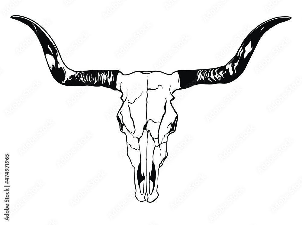 Buffalo skull - hand drawn vector illustration isolated on white ...