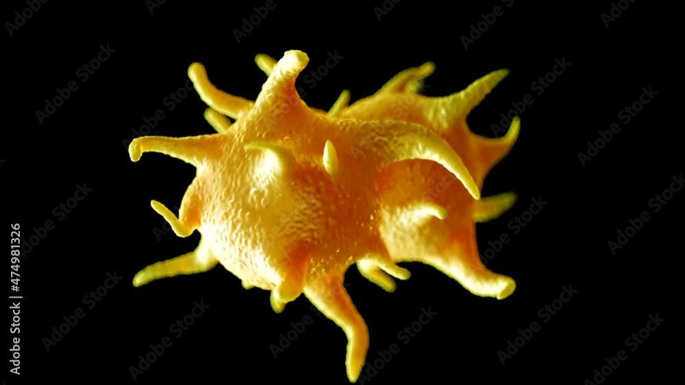 Platelet and thrombocyte anatomy concept and activated platelets ...