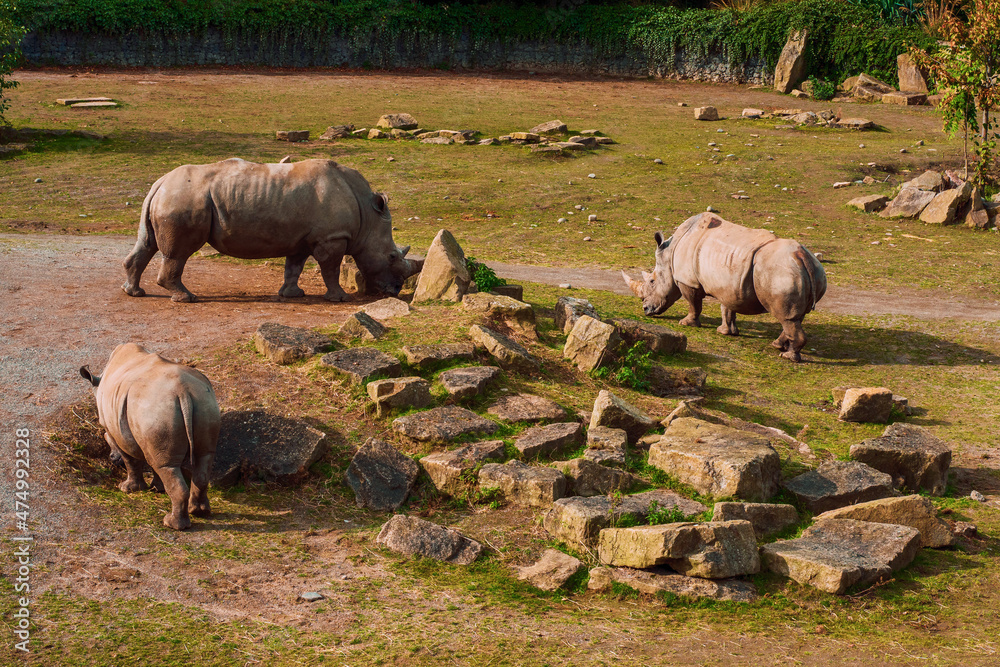 Amazing rhino in a zoo enclosure made to look like natural habitat ...