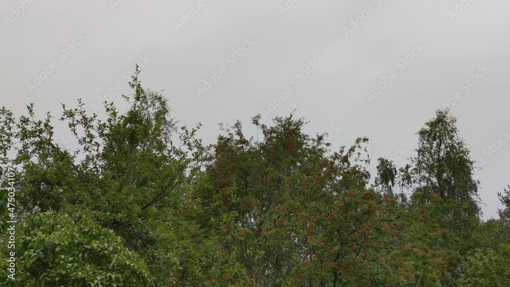 Branches of deciduous trees sway in the wind. Various deciduous trees ...