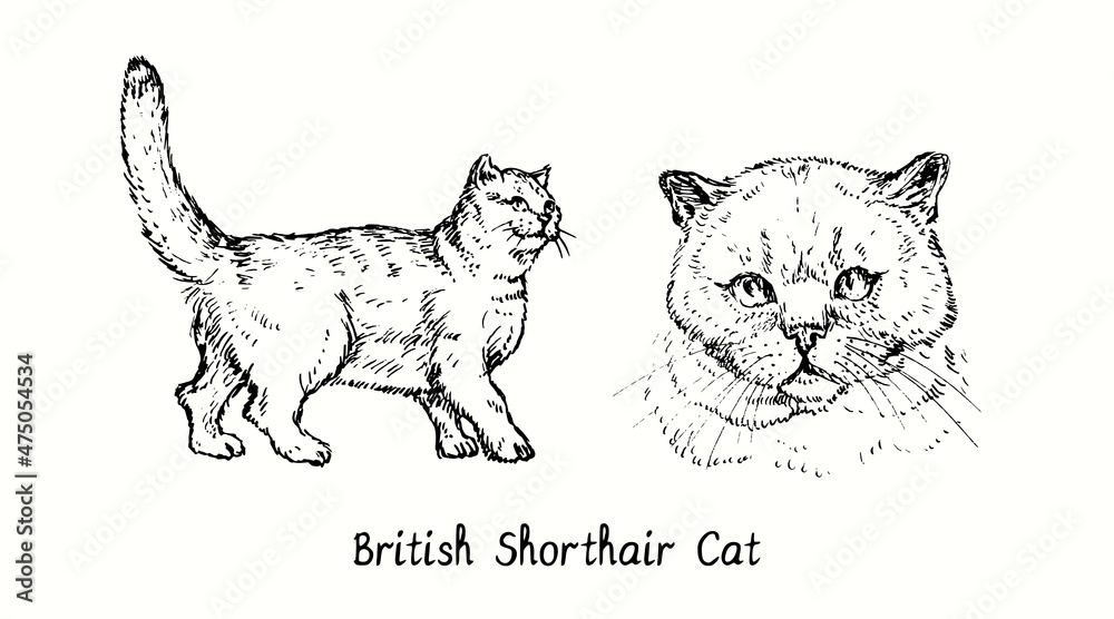 British Shorthair Cat collection, head front view and standing side ...