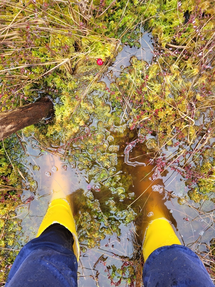 feet in the swamp Stock Photo | Adobe Stock