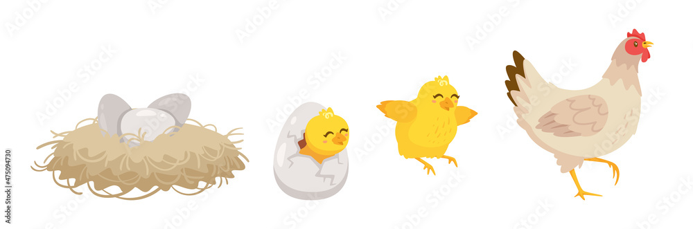 Poster Hatching process. Vector cartoon illustration. White background ...