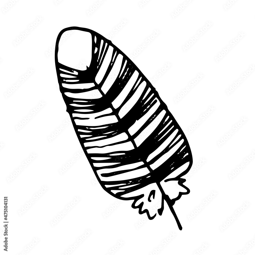 a bird's striped feather. drawing of a hand-drawn bird's feather in ...