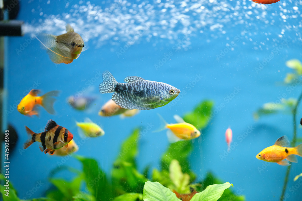 Colorful exotic fish swimming in deep blue water aquarium with green ...