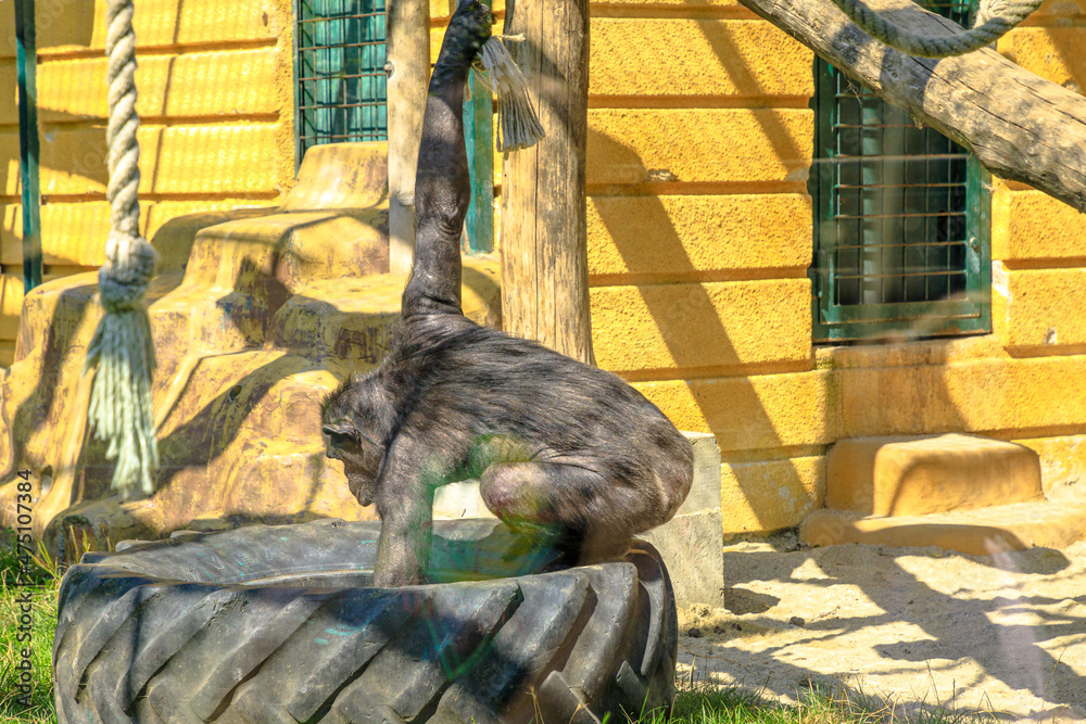 Zagabria , Croatia, - August 2021: large common chimpanzee eating in ...