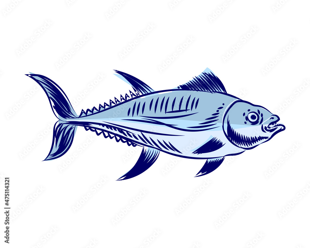 Tuna Hand drawing engraving. tunny Seafood fish. vector illustration ...