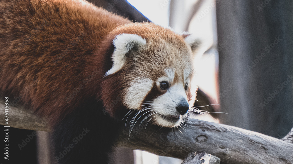 Panda rojo jugando en las ramas. Red panda playing Stock Photo | Adobe ...
