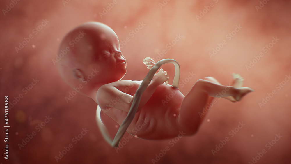 Medically Accurate illustration of a Human Fetus. Realistic 3D ...