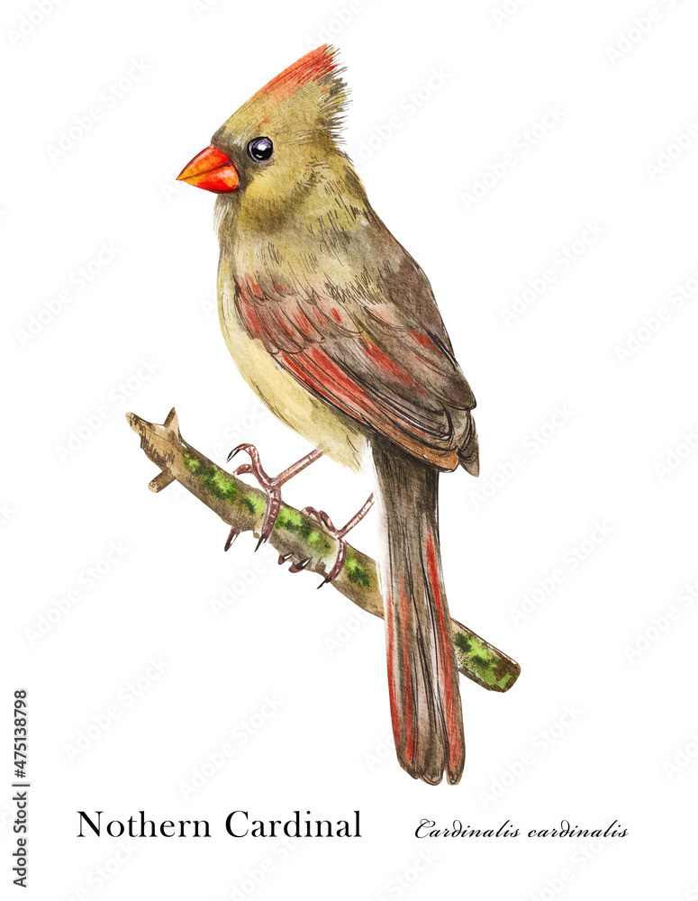 Watercolor illustration of Nothern cardinal (female) bird isolated on ...