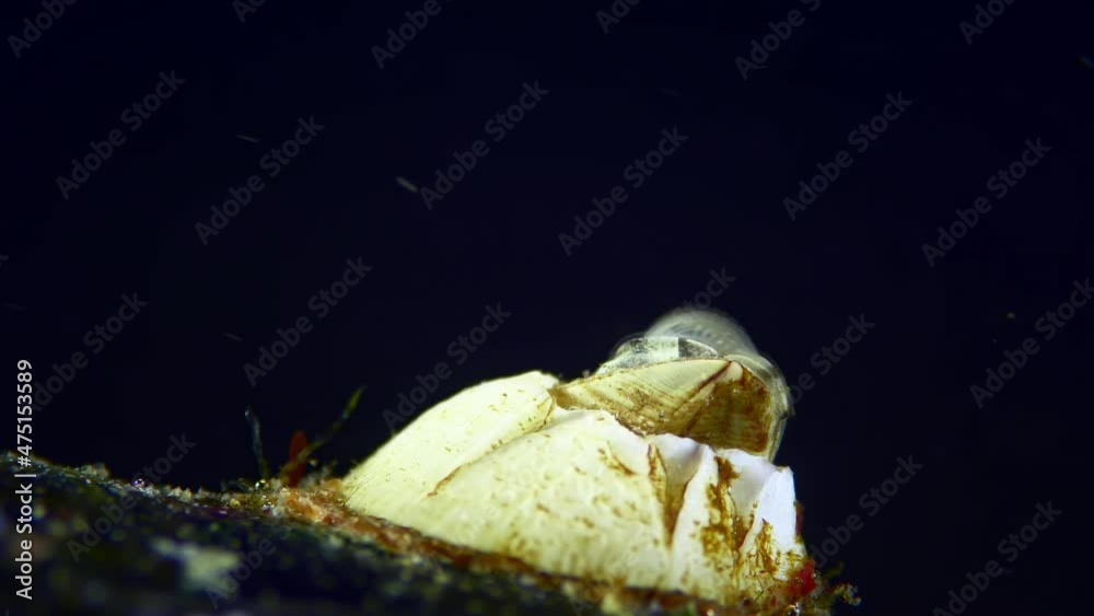 Barnacle or Bay Barnacle (Amphibalanus improvisus) begins to move its ...