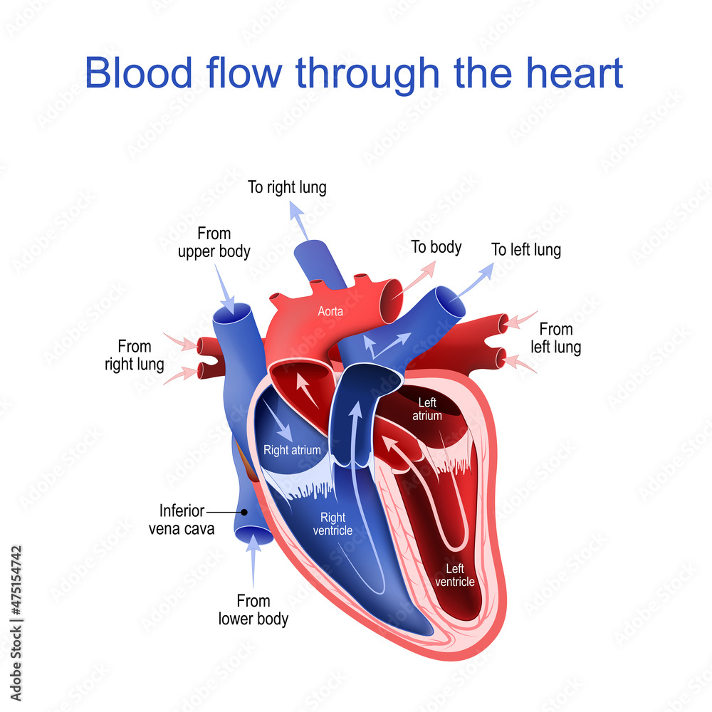 Circulation of blood through the heart. Cross section Stock Vector ...