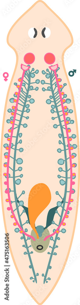 Reproductive system of planaria (flatworm) isolated on white background ...