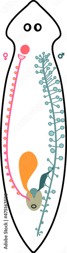 Reproductive system of planaria (flatworm) isolated on white background ...