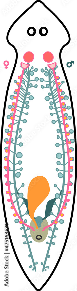 Reproductive system of planaria (flatworm) isolated on white background ...