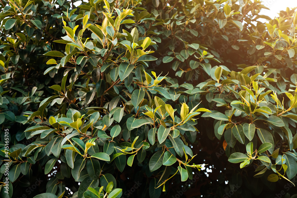 Crown of the rubber bearing ficus tree is a popular plant in a hot ...