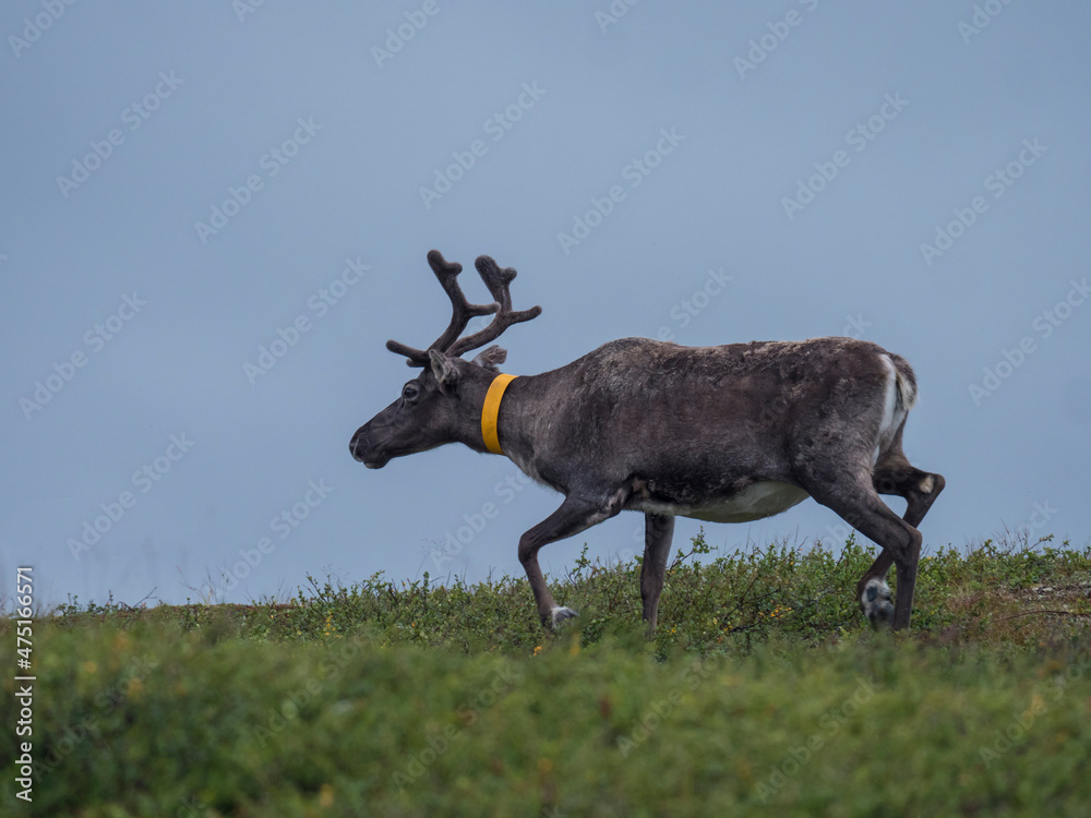 Close up big male Reindeer profile view, walking in grass and bushes on ...