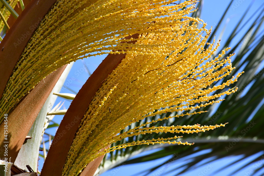 Foto de golden-yellow inflorescences-brushes with small buds on a date ...