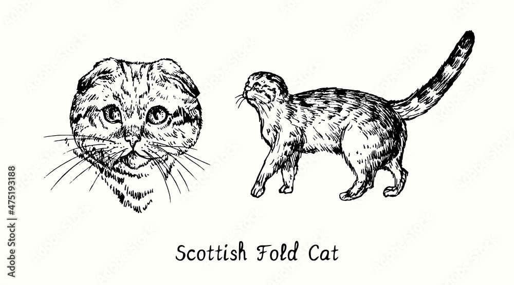 Scotish Fold Cat collection, head front view and standing side view ...