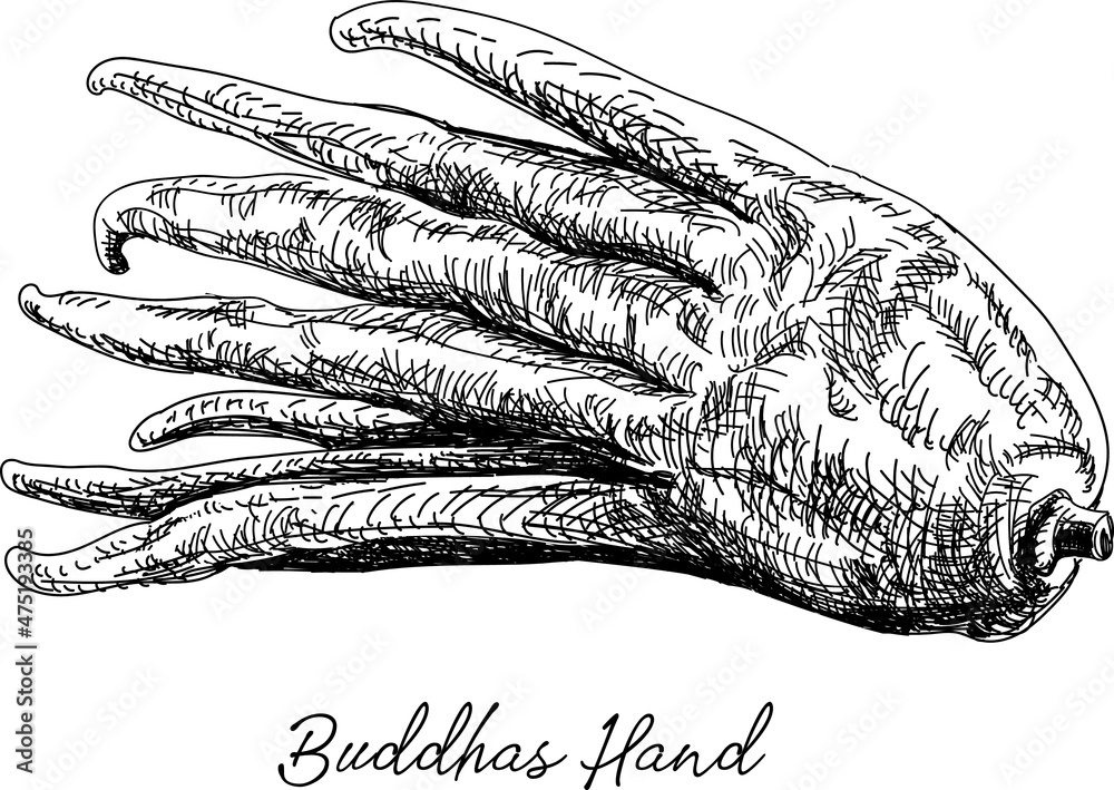 Buddha's Hand - sketchy hand-drawn vector illustration Stock Vector ...