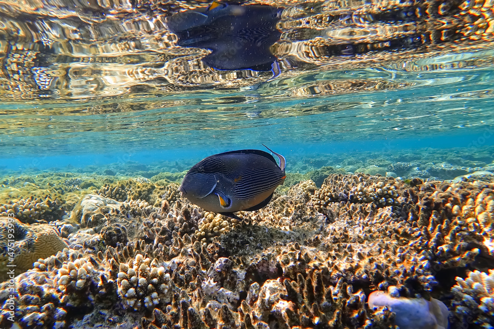Amazing underwater world of the Red Sea dangerous surgeon fish swims ...