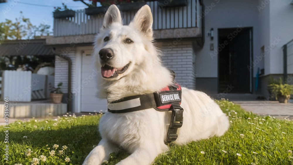 Service dog, a beautiful White Swiss Shepherd, lying calm in the yard ...