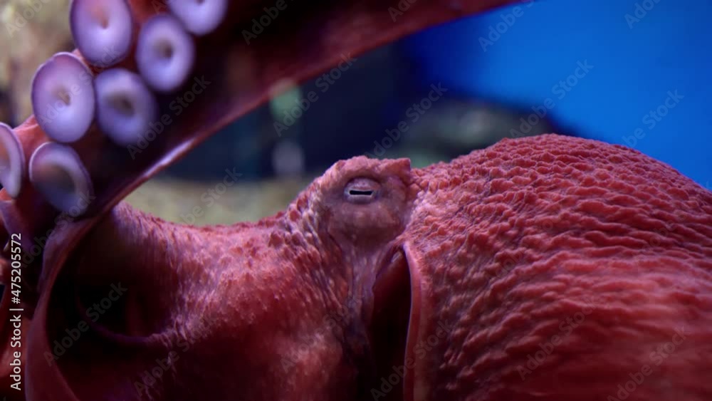 The giant Pacific octopus (Enteroctopus dofleini, formerly also Octopus ...