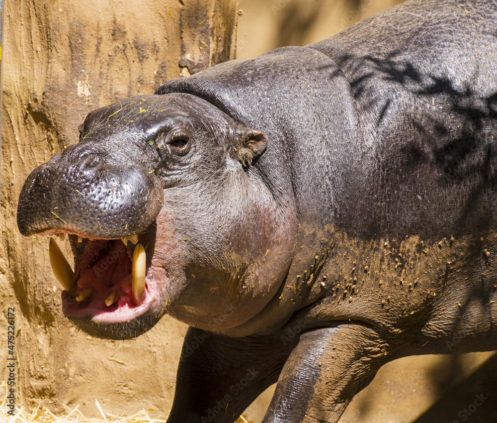 Pygmy Hippopotamus Living in Closure Showing Its Teeth Stock Photo ...