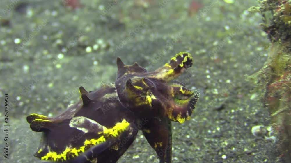 female flamboyant cuttlefish takes off and swims towards an opening in ...
