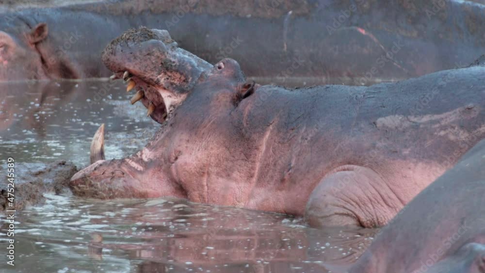 hippopotamus in muddy pond opens mouth slowly showing impressive ...