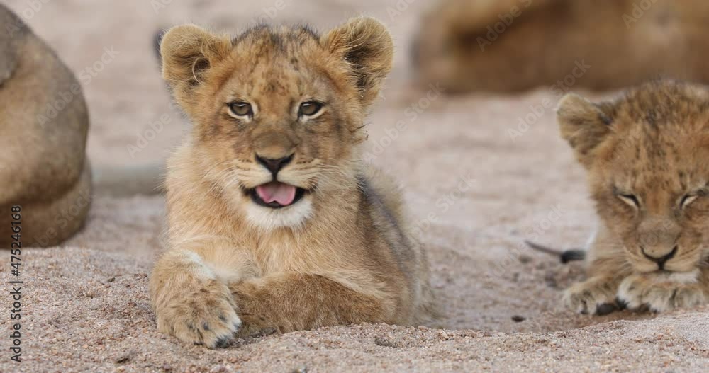 Stunning close full body shot of a tiny lion cub laying in the sand ...