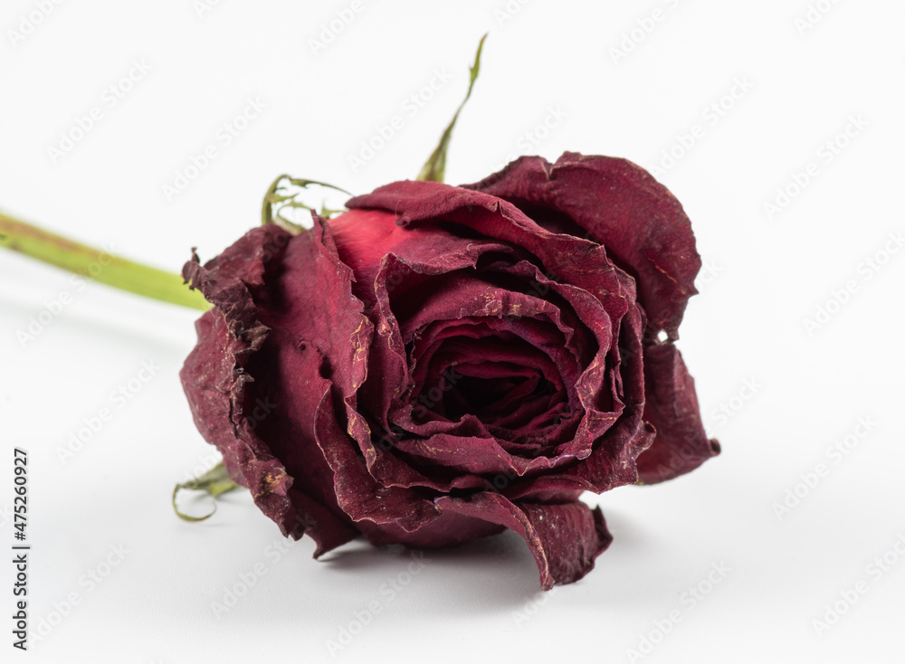 dry red rose on white background. withering red rose on white ...