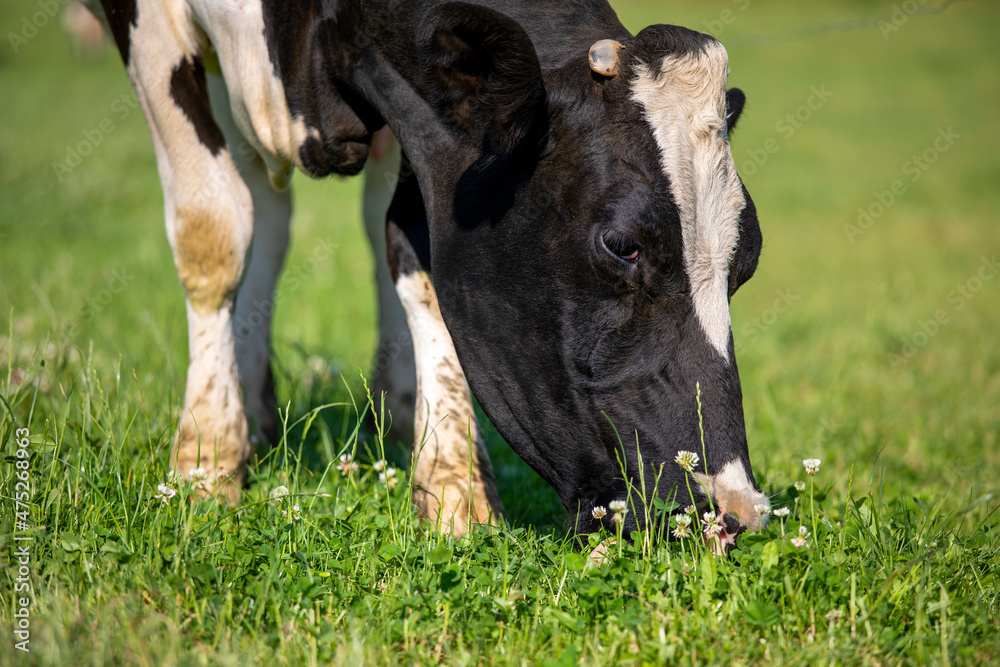 Vache laitière en train de brouter l'herbe verte au milieu de la ...