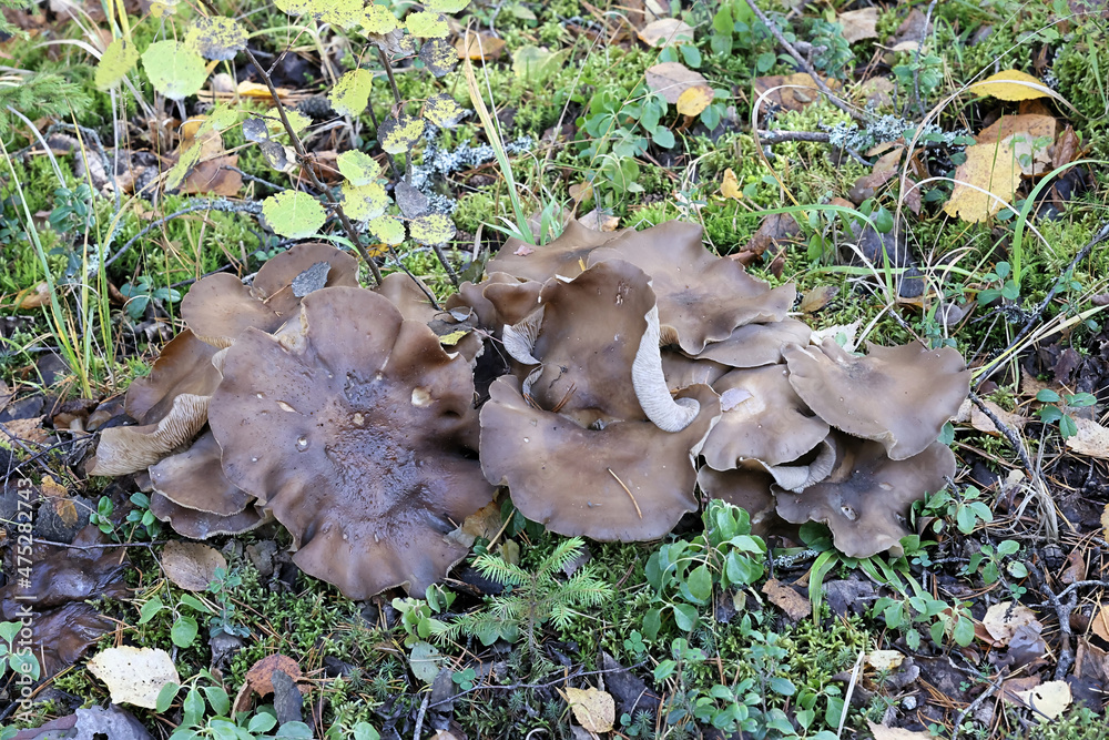Lyophyllum fumosum, commonly called the fried chicken mushroom, wild ...